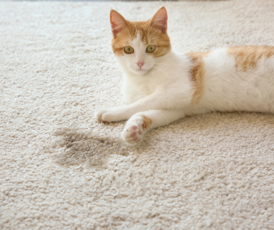 Cat Pee Stain Removal in Everett! - Five Star Chem Dry